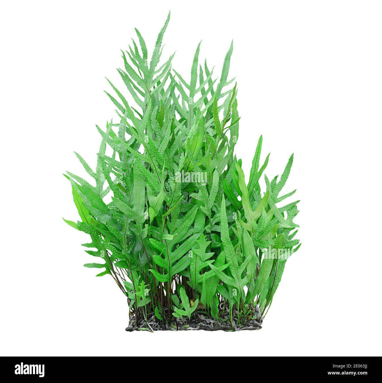 green bush isolated on white background Stock Photo - Alamy