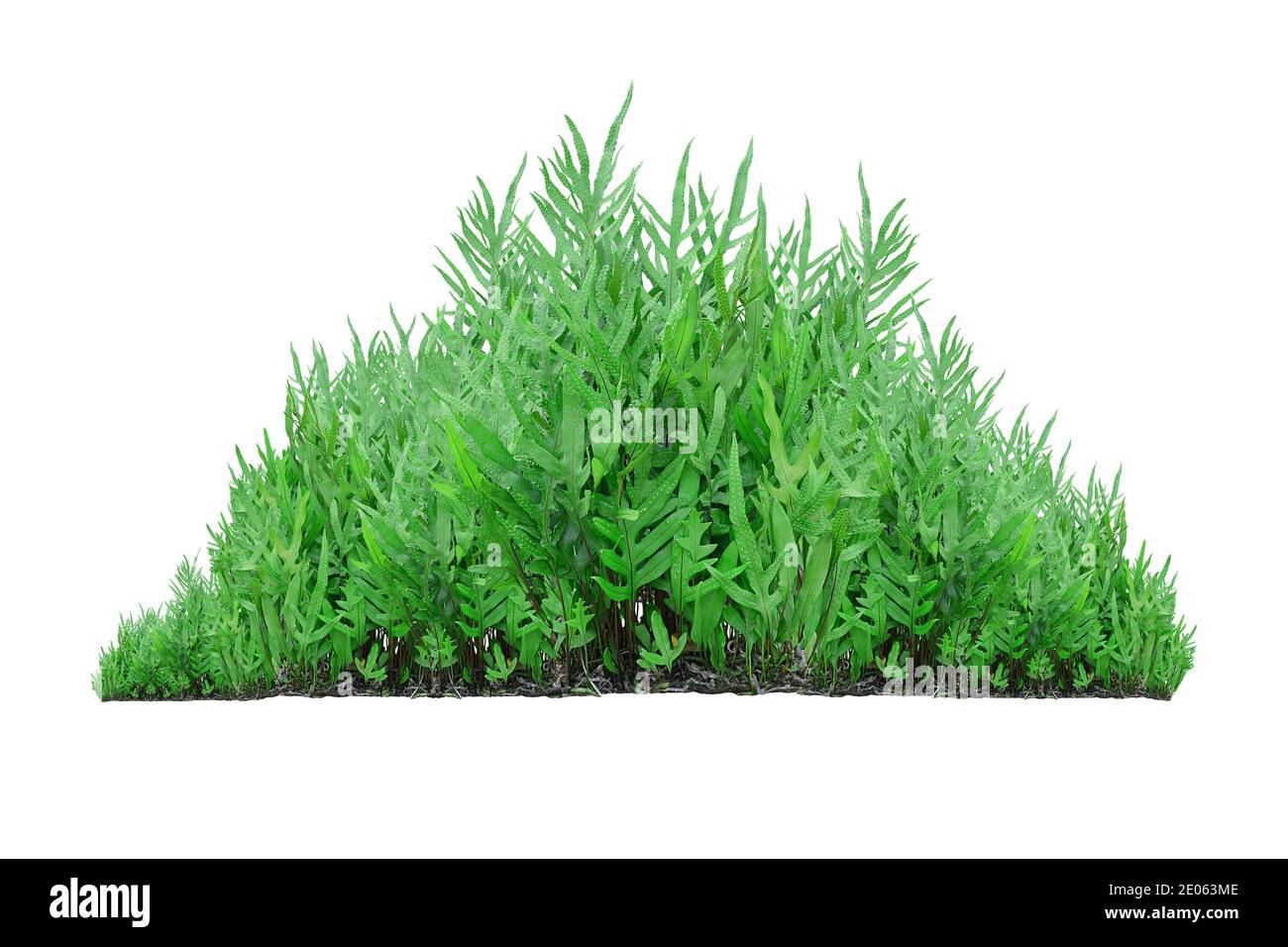green bush isolated on white background Stock Photo - Alamy