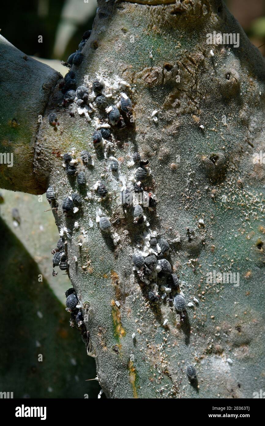 Spain, Canary Islands, cochineal bugs on opuntia cactus, a scale insect ...