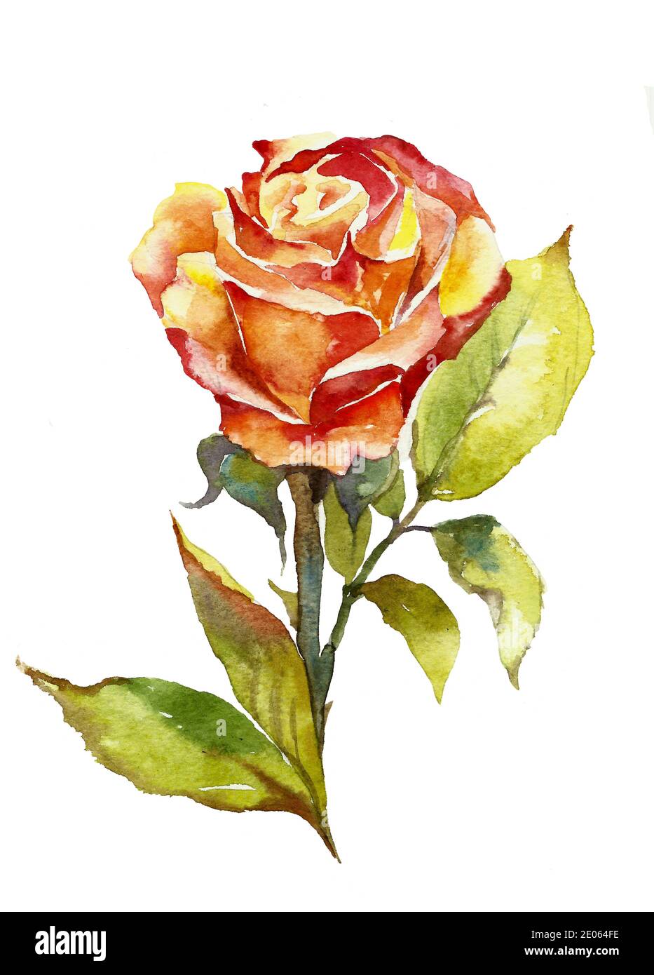Rose watercolor hi-res stock photography and images - Alamy