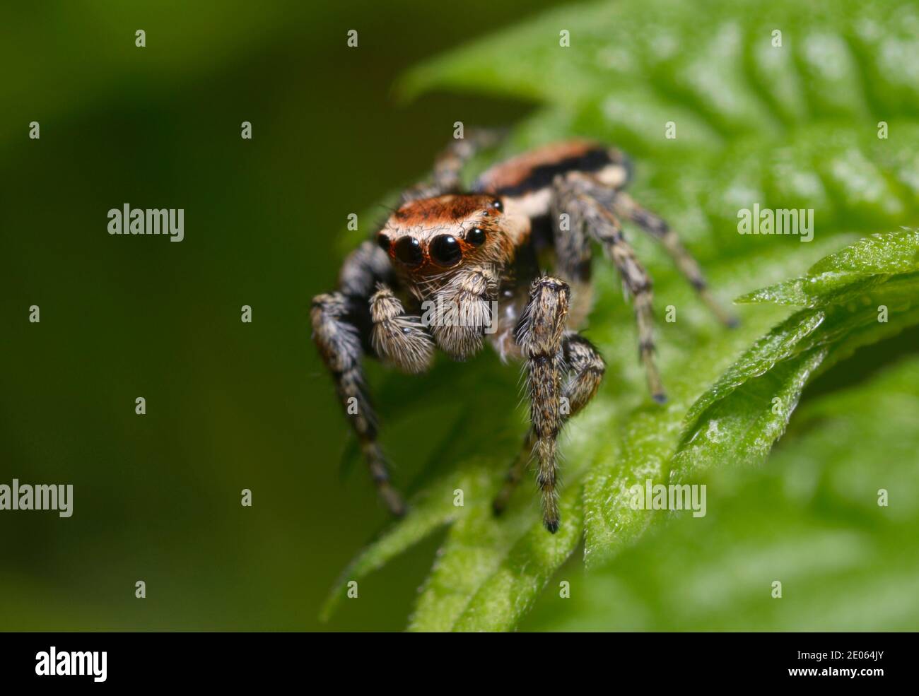 Jumping spider ecology hi-res stock photography and images - Alamy