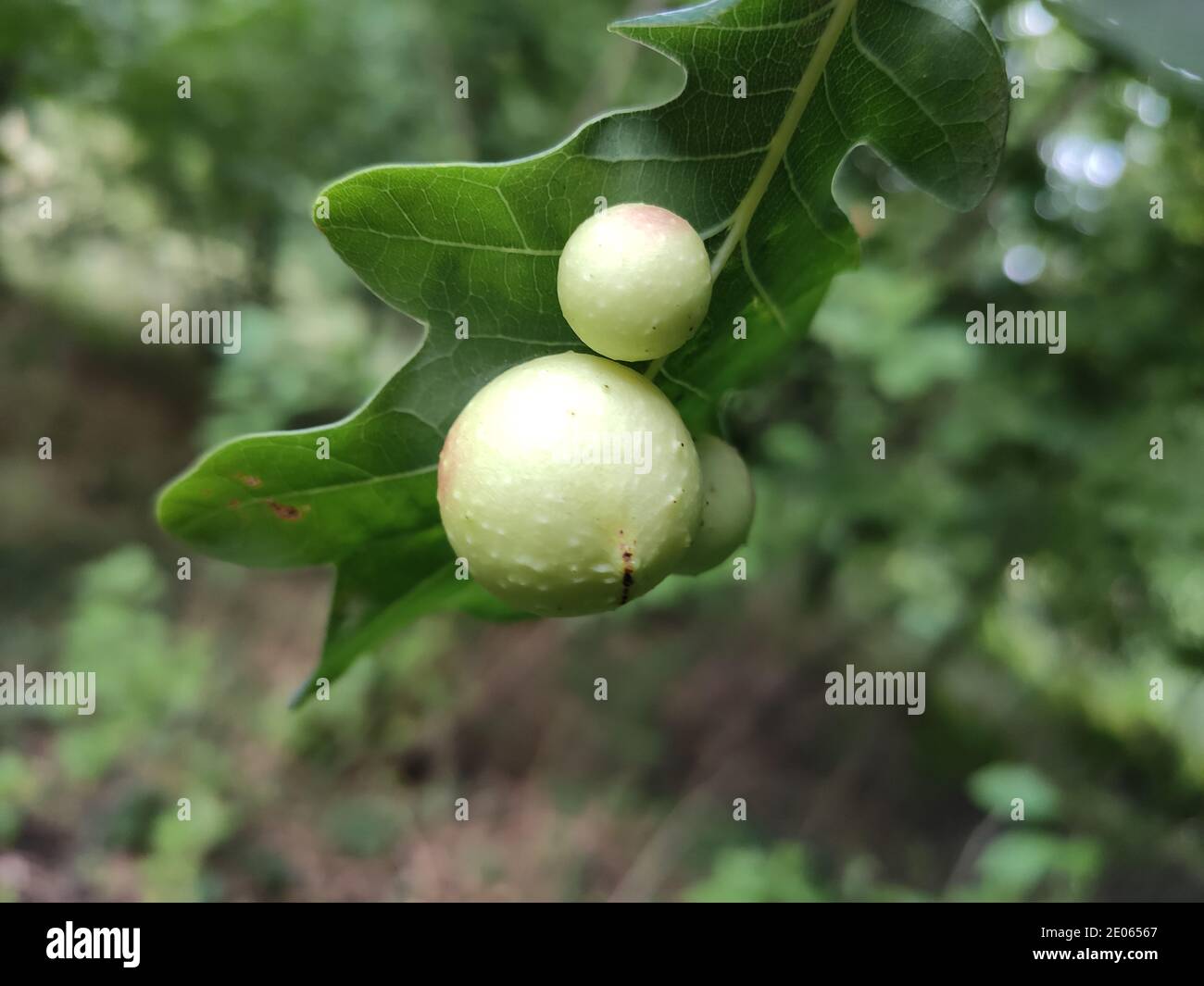 Wasp gall under the leaf of an oak tree in the Schlossgarten, Schloss ...