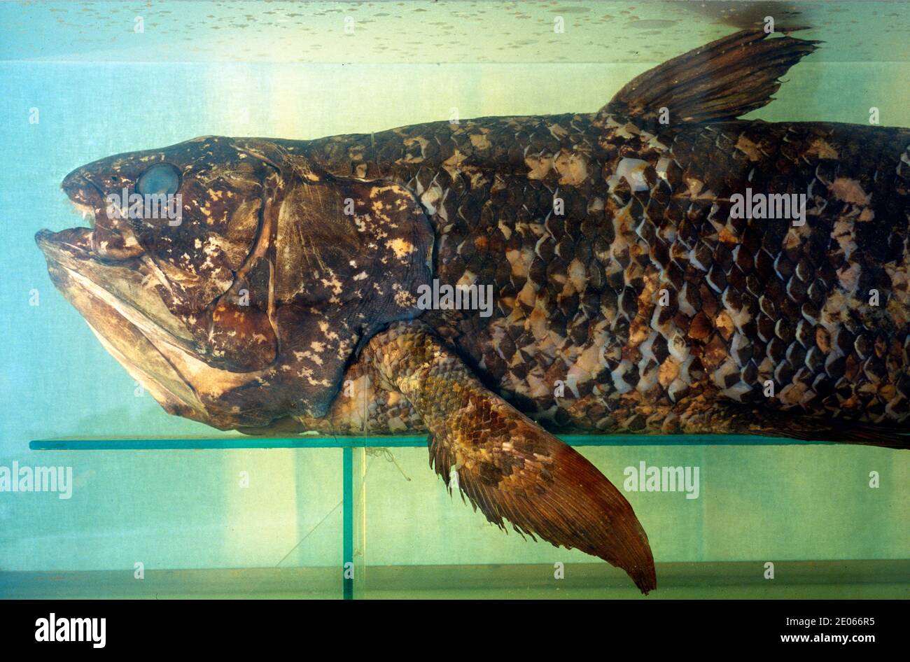 Coelacanth fish hi-res stock photography and images - Alamy