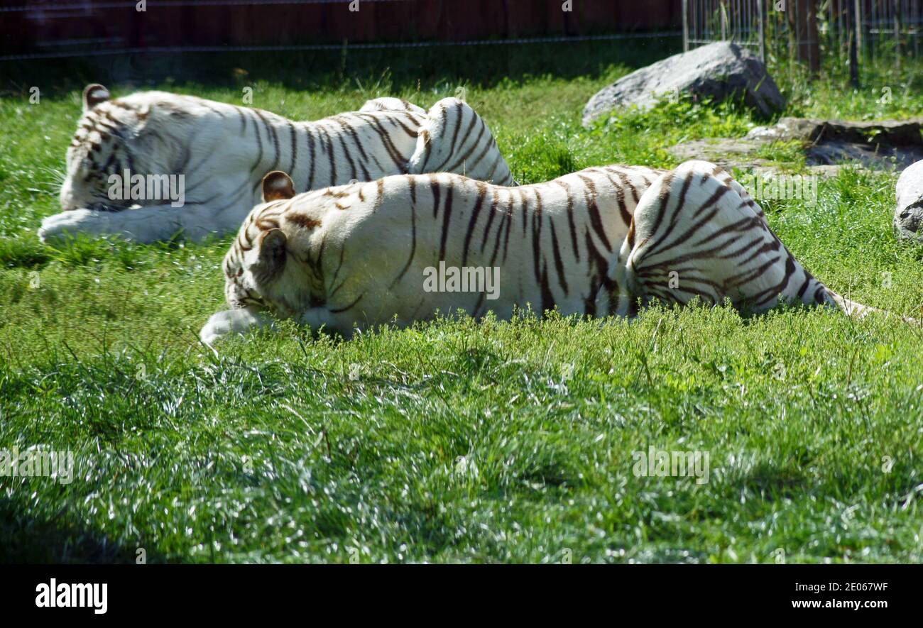 Miraculous tiger hi-res stock photography and images - Alamy