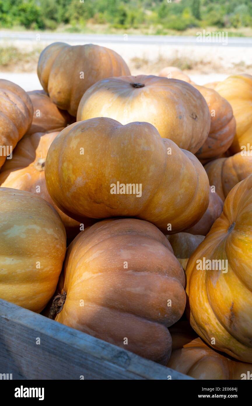 New harvest of big round tasty edible pumpkins in Provence, France ...