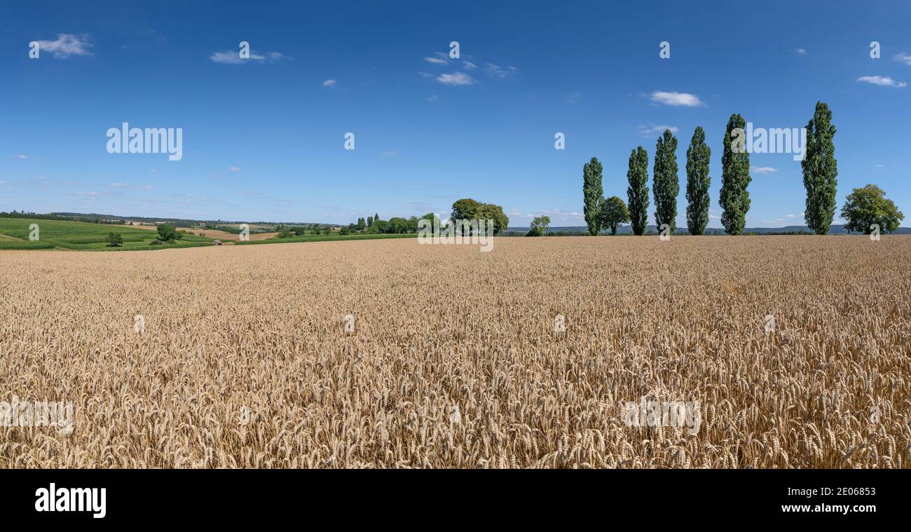 Row of trees hi-res stock photography and images - Alamy