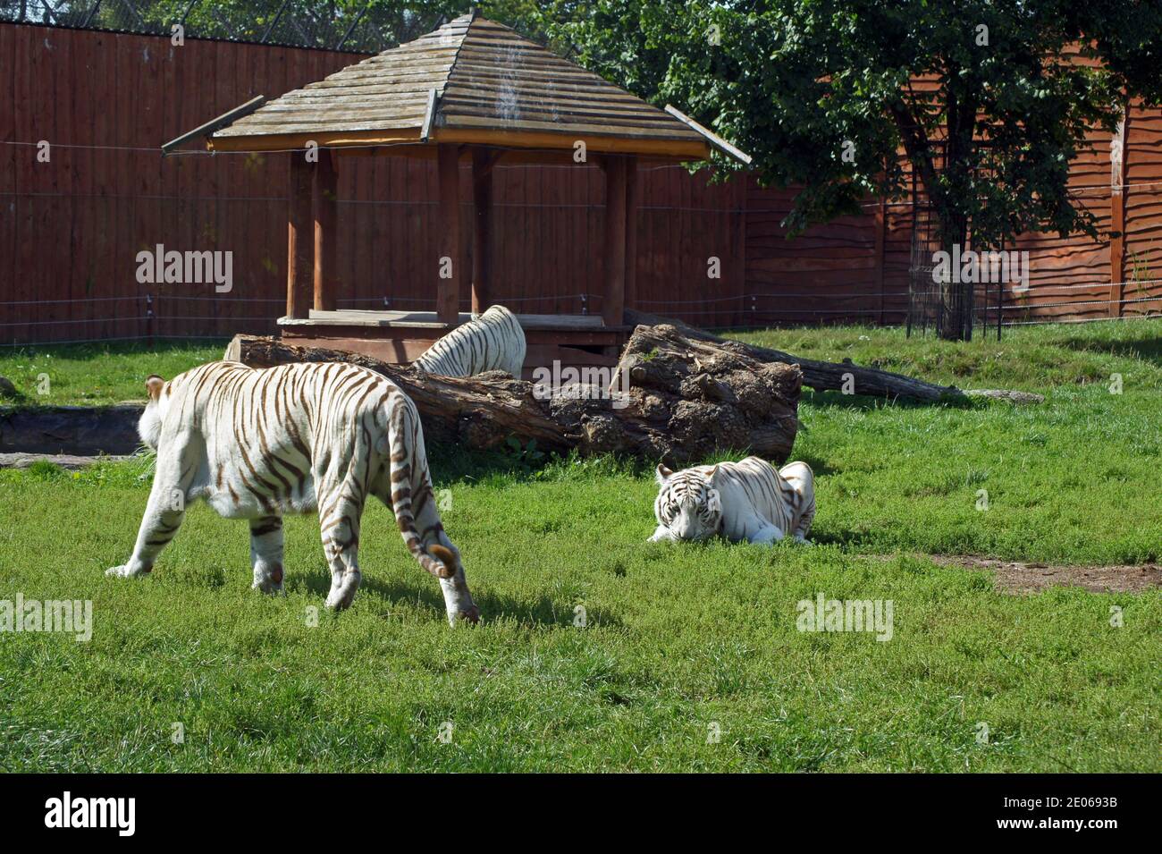 Animal syblings hi-res stock photography and images - Alamy
