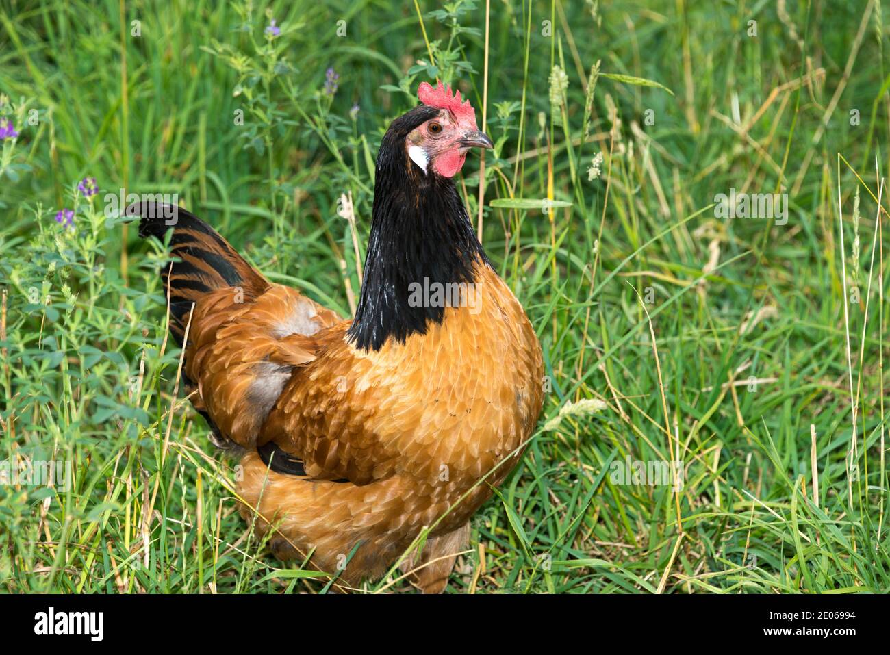 Vorwerk Chicken (Gallus gallus domesticus Stock Photo - Alamy