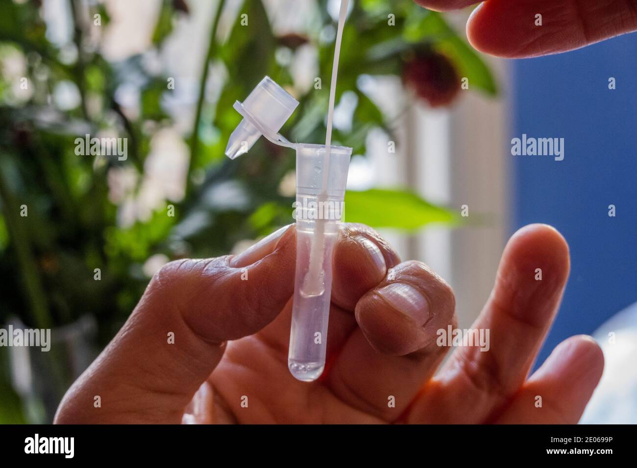 Lateral flow test nose hi-res stock photography and images - Alamy