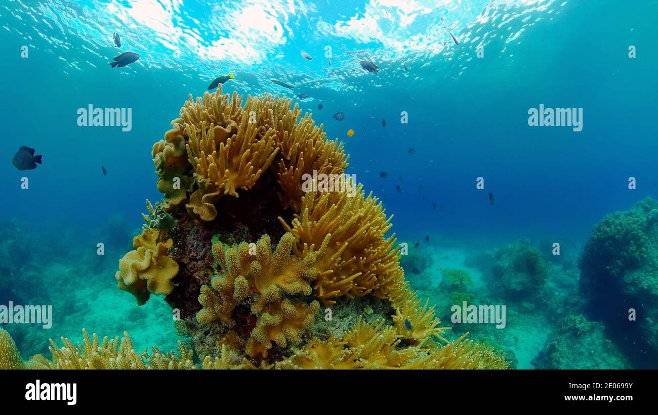 Tropical fishes and coral reef at diving. Underwater world with corals ...