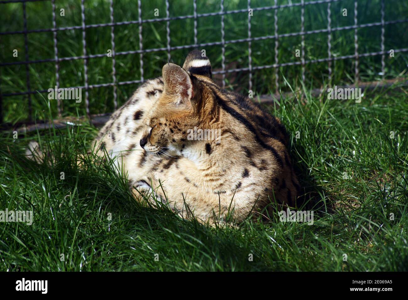 Serval Silhouette High Resolution Stock Photography and Images - Alamy