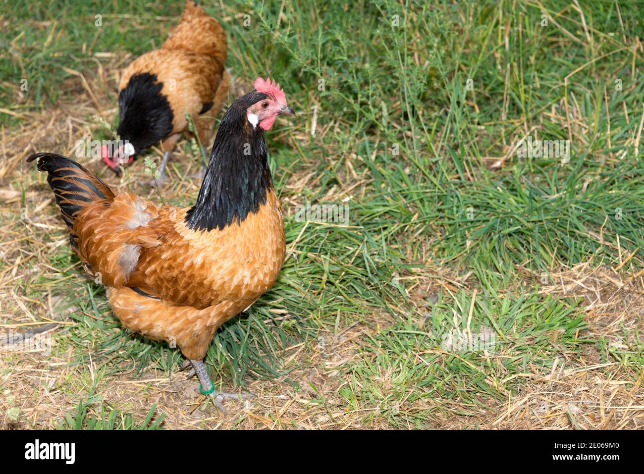 Vorwerk Chicken (Gallus gallus domesticus Stock Photo - Alamy
