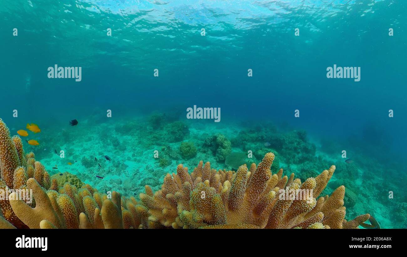 Coral reef underwater with fishes and marine life. Coral reef and ...