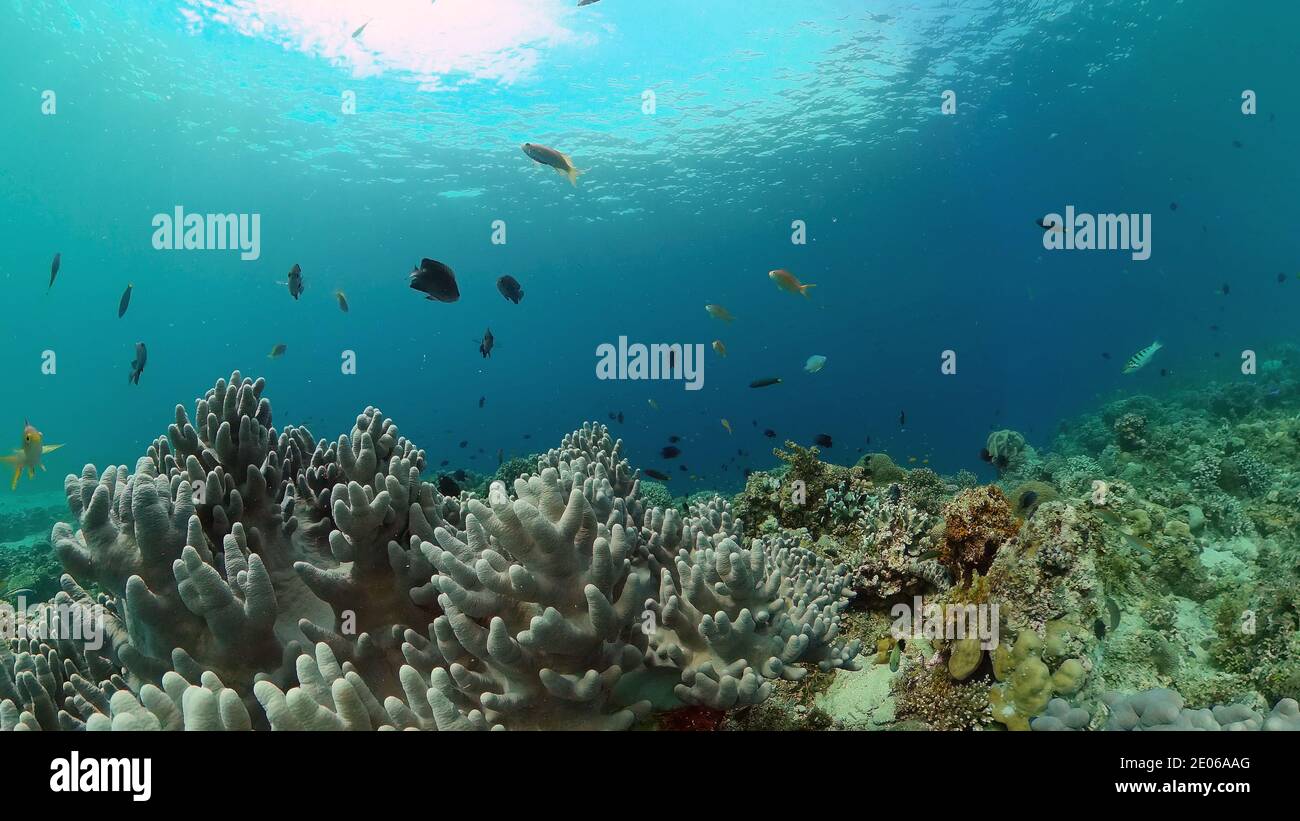 Reef coral scene. Colourful underwater seascape. Beautiful soft coral ...