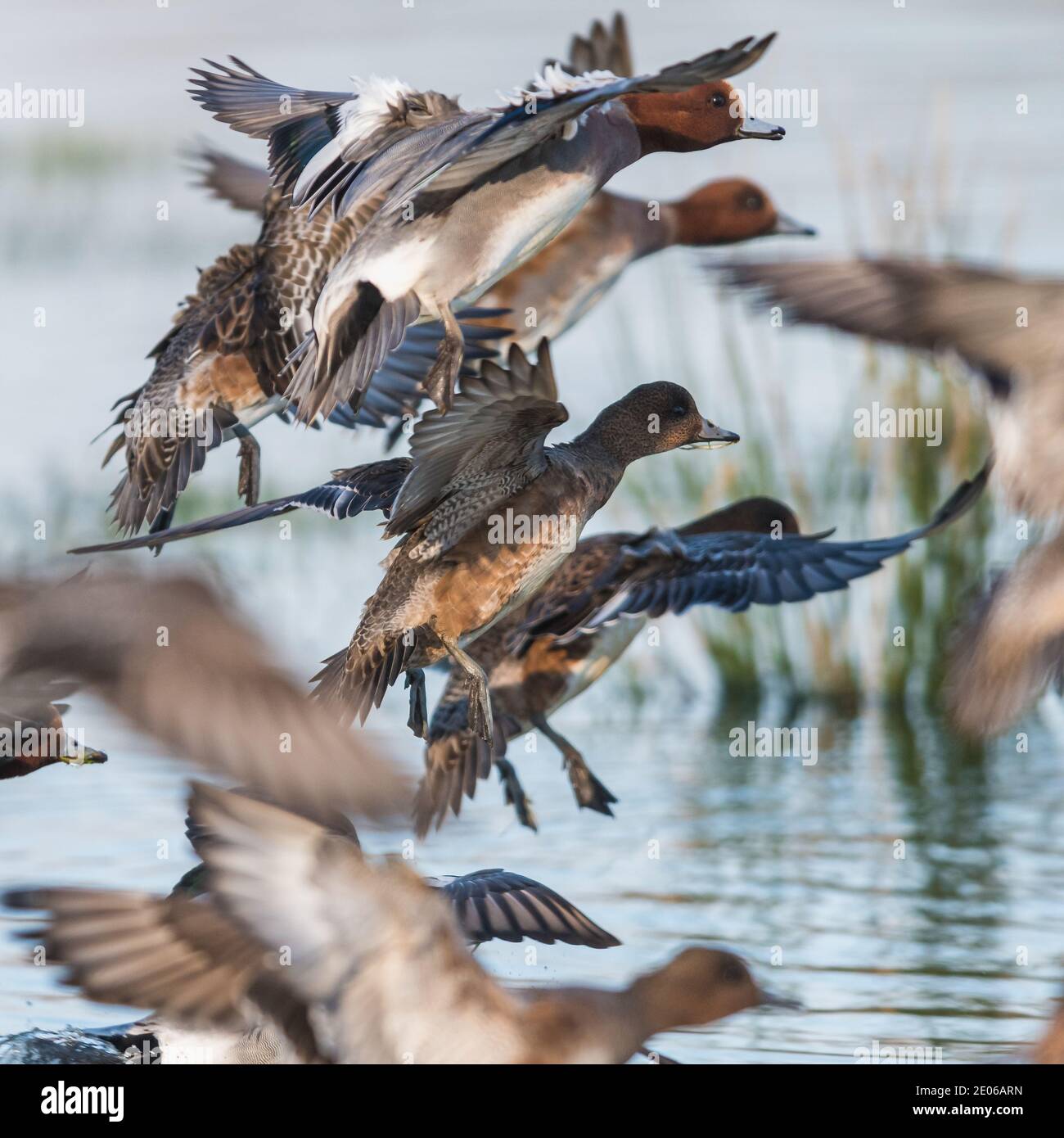 Eurasian Wigeon, Wigeon duck, Mareca penelope birds in flight Stock ...
