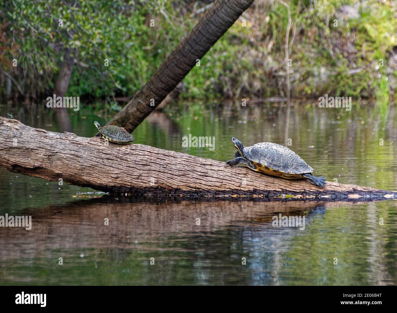Baby turtles florida hi-res stock photography and images - Alamy