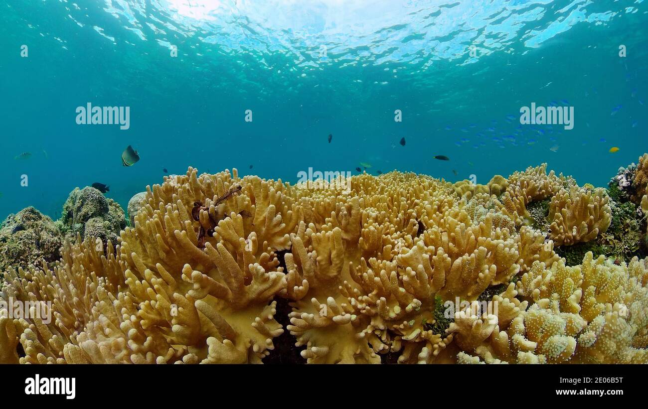 The underwater world of coral reef with fishes at diving. Coral garden ...