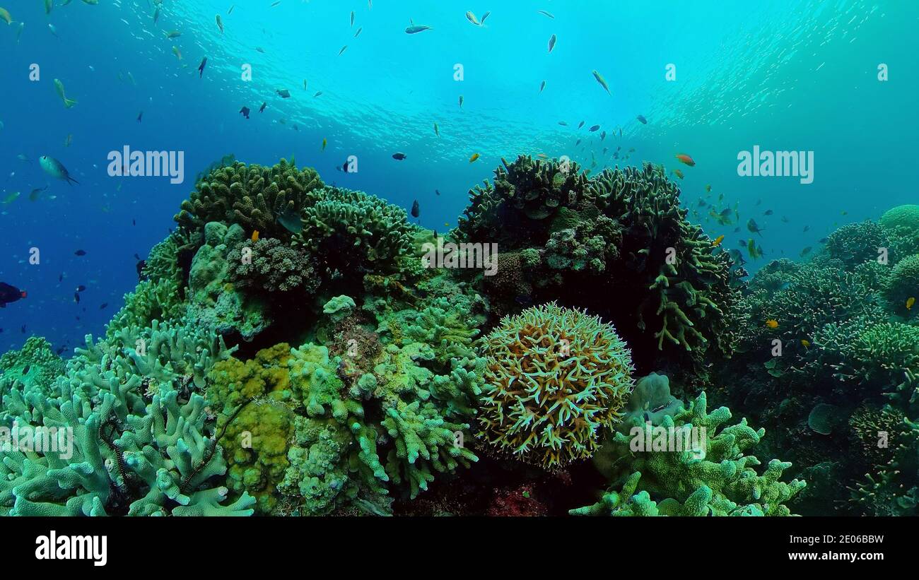 Underwater fish reef marine. Tropical colourful underwater seascape ...