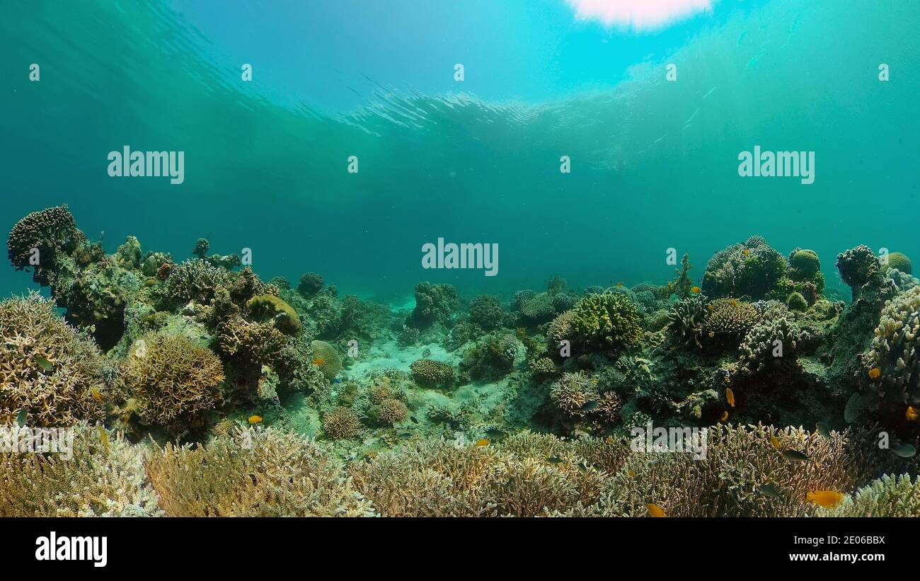 Underwater fish garden reef. Reef coral scene. Seascape under water ...