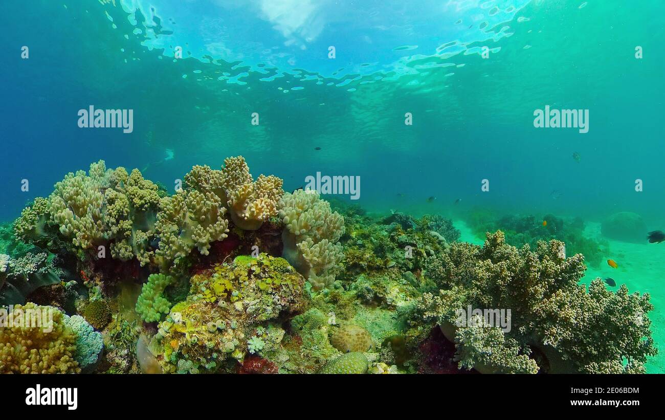 Tropical colourful underwater seascape.The underwater world with ...