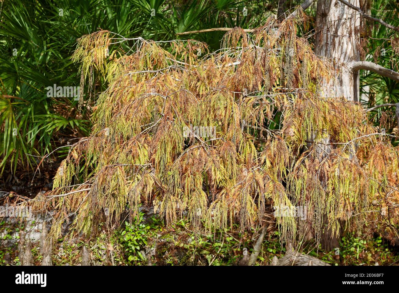 autumn color, nature, Bald cypress tree branch, Taxodium distichum ...