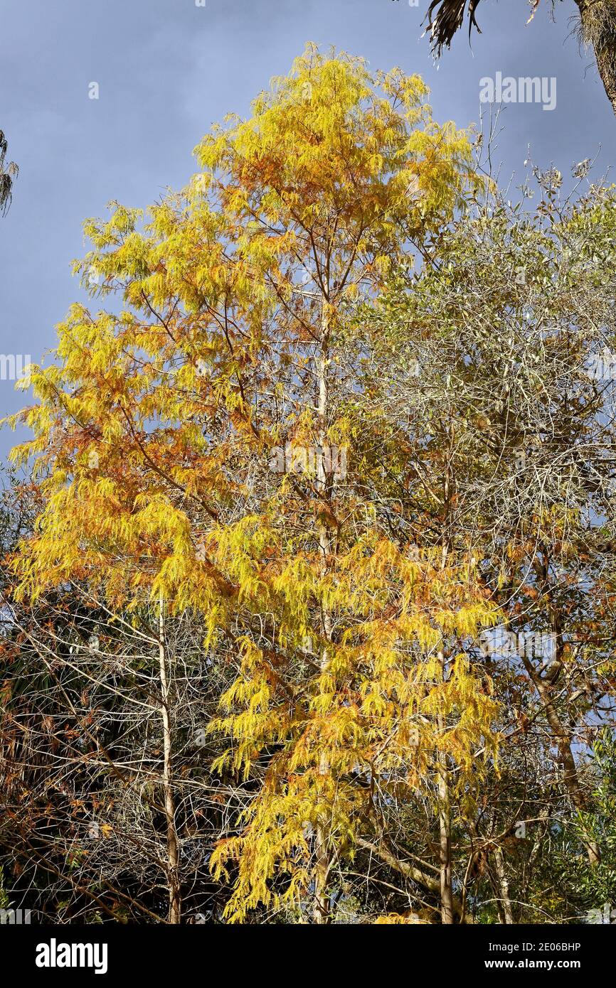 autumn color, nature, Bald cypress tree branch, Taxodium distichum ...