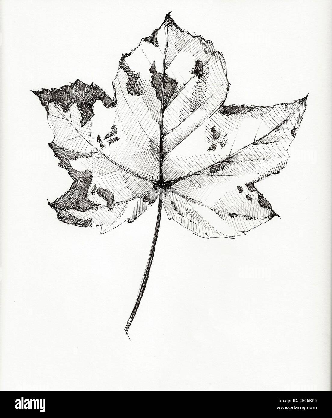 Hand drawn illustration of a sycamore leaf. Quick pencil sketch Stock ...