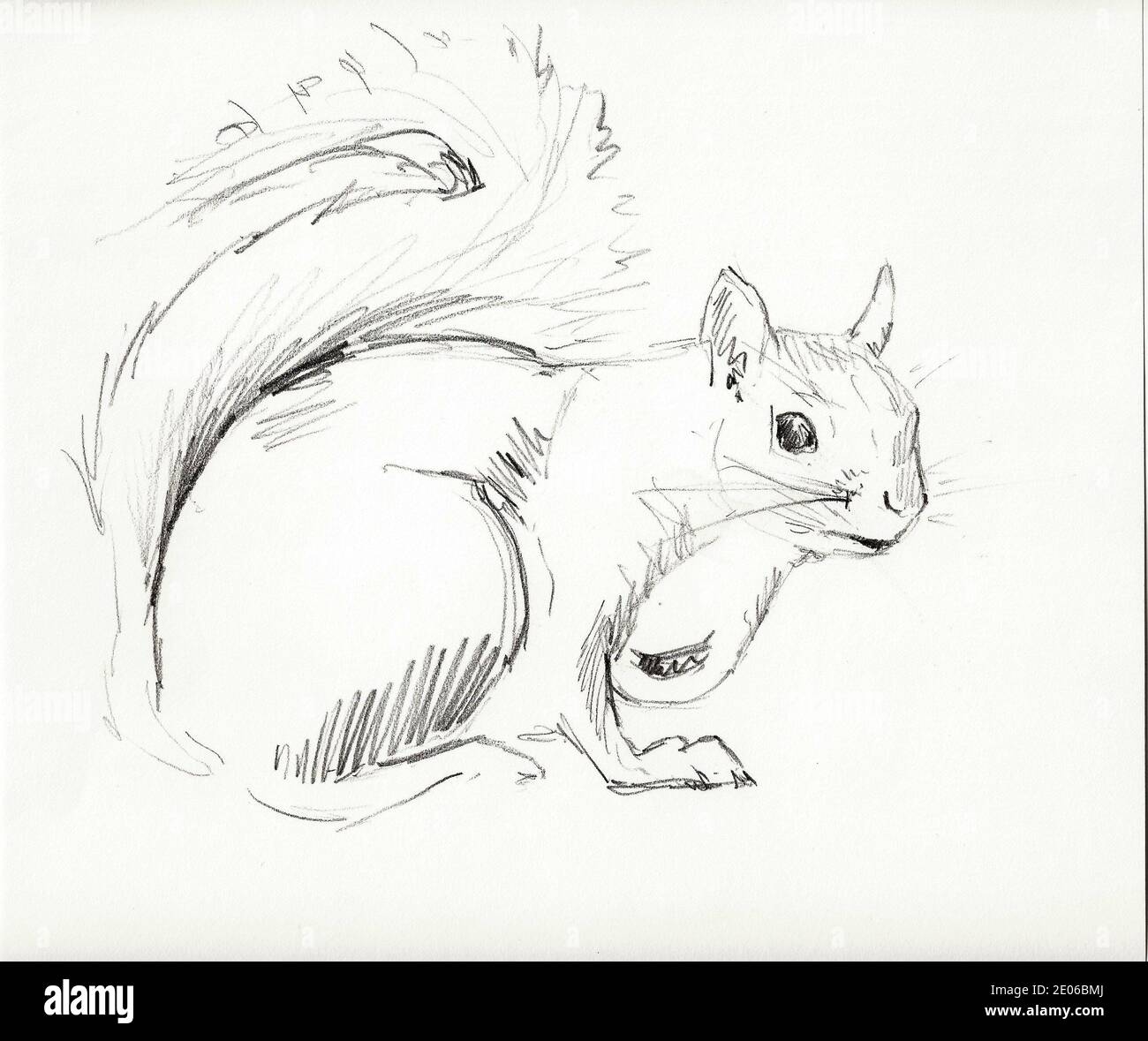 Hand drawn illustration in pencil of a squirrel Stock Photo - Alamy