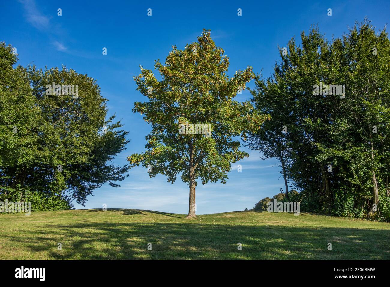 Tree Triptych - solitary tree in different light Stock Photo - Alamy