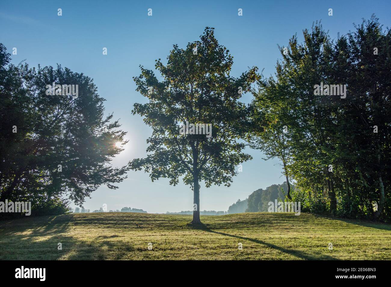 Tree Triptych - solitary tree in different light Stock Photo - Alamy
