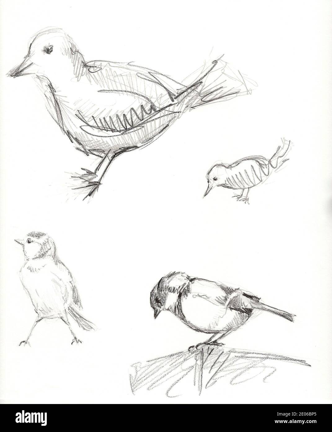 Hand drawn illustration sketches of birds. Quick pencil sketches Stock ...