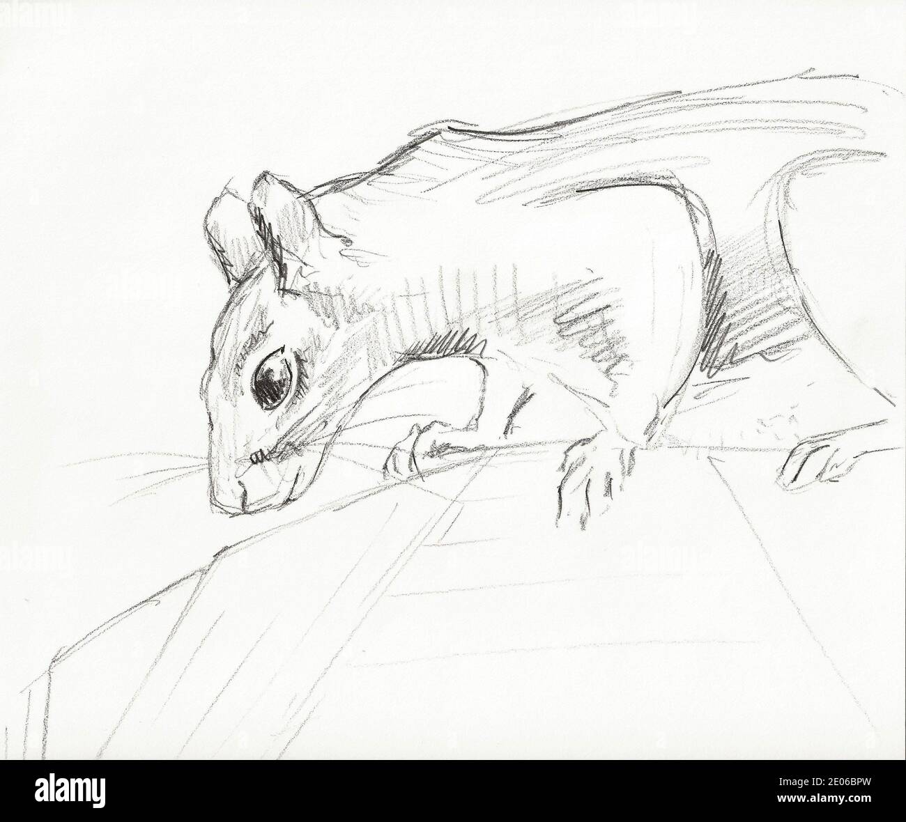 Hand drawn illustration in pencil of a squirrel Stock Photo - Alamy