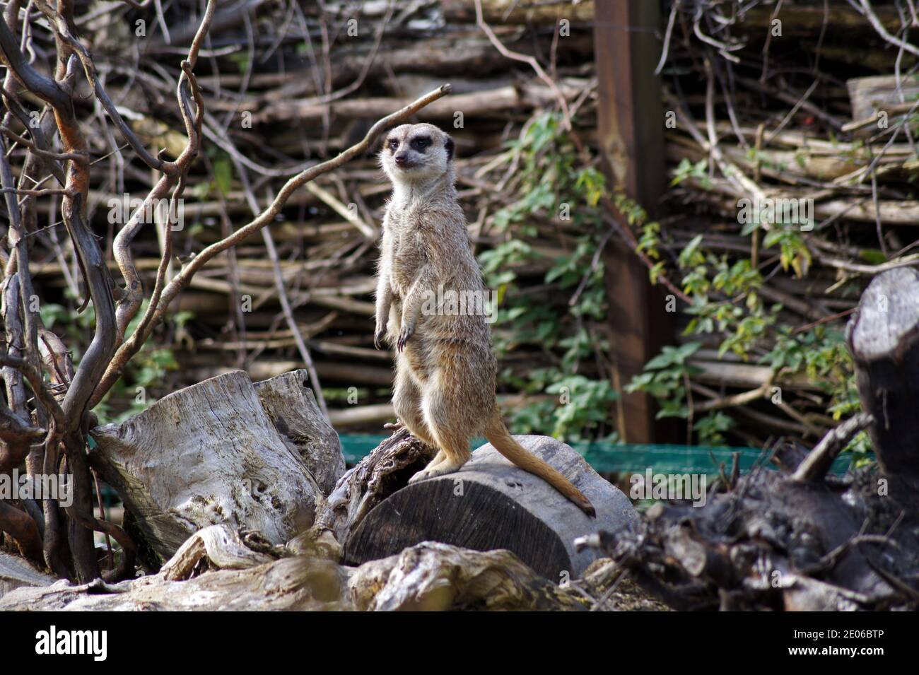 Meerkat Silhouette High Resolution Stock Photography and Images - Alamy