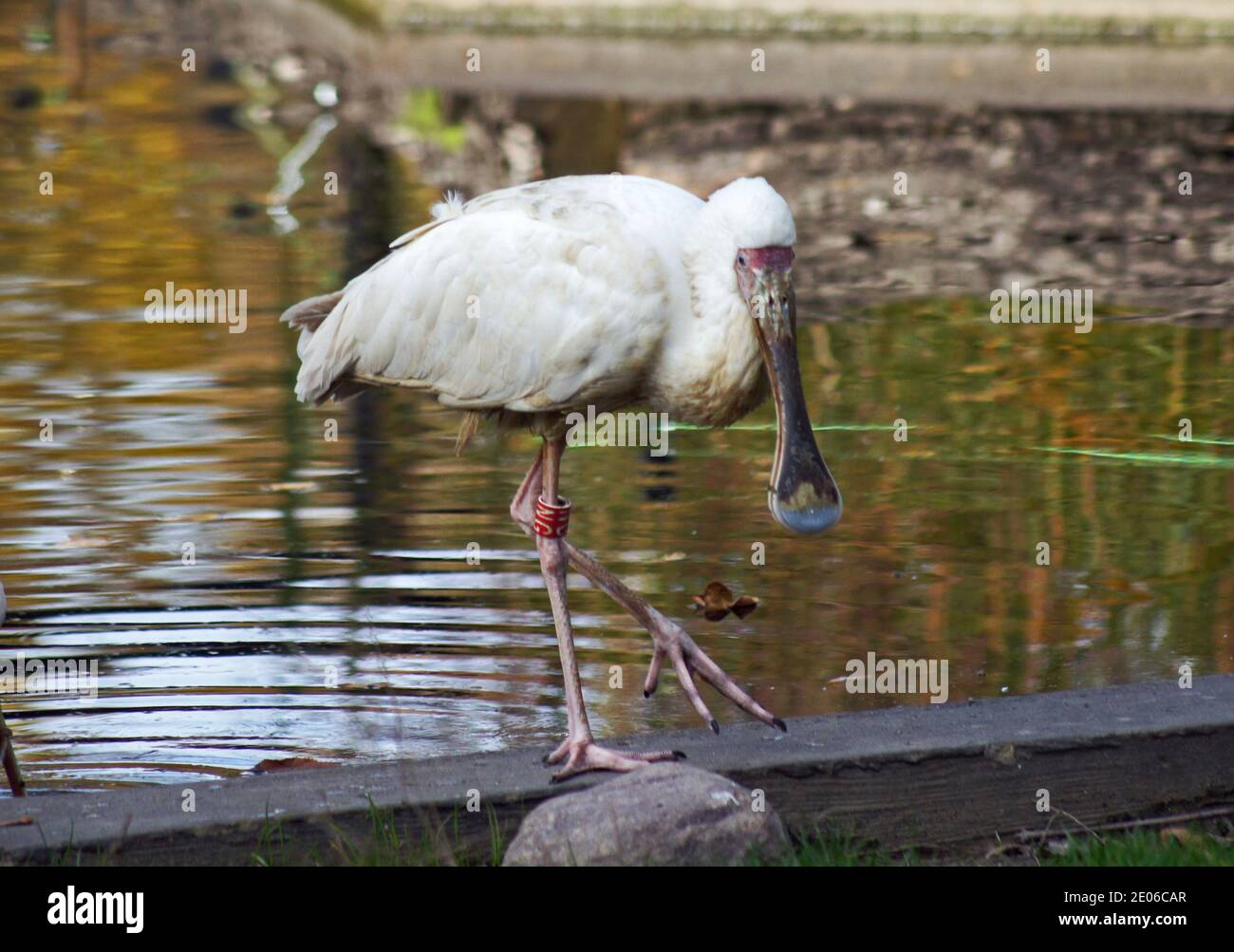 Spoonbill silhouette hi-res stock photography and images - Alamy