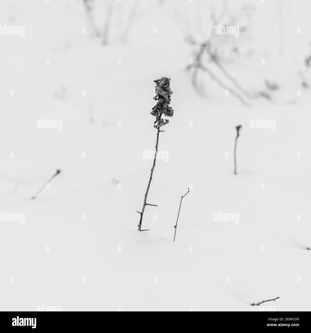 Healthy plant development Black and White Stock Photos & Images - Alamy