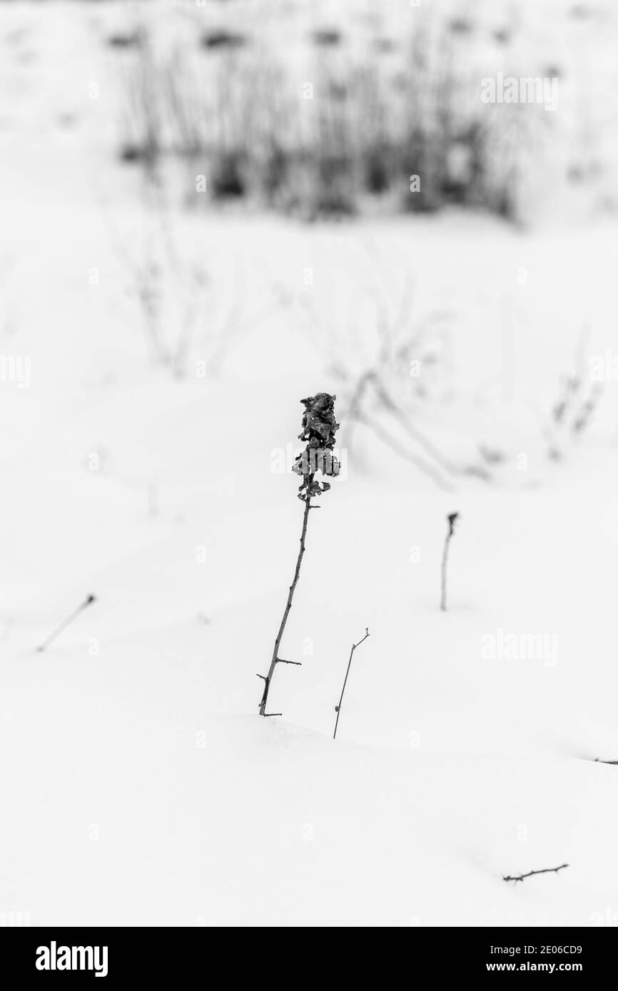 Healthy plant development Black and White Stock Photos & Images - Alamy