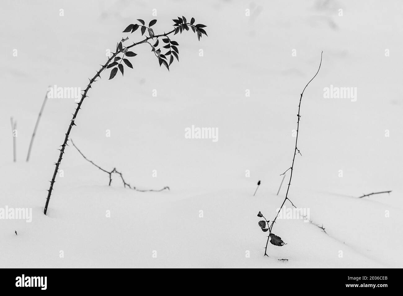Healthy plant development Black and White Stock Photos & Images - Alamy