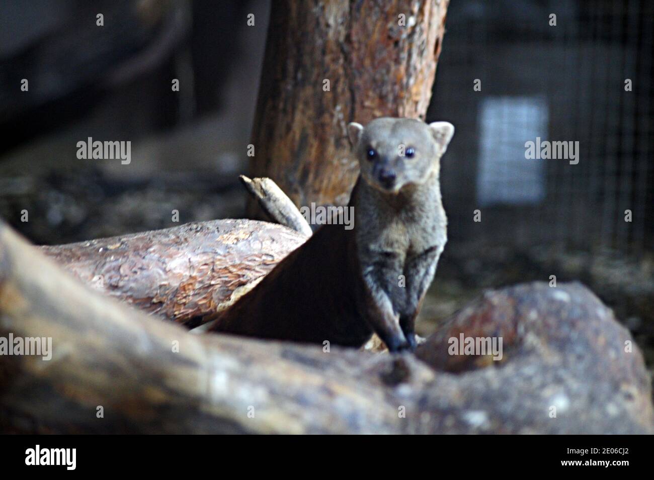 Ring tailed vontsira aka ring tailed mongoose Stock Photo - Alamy