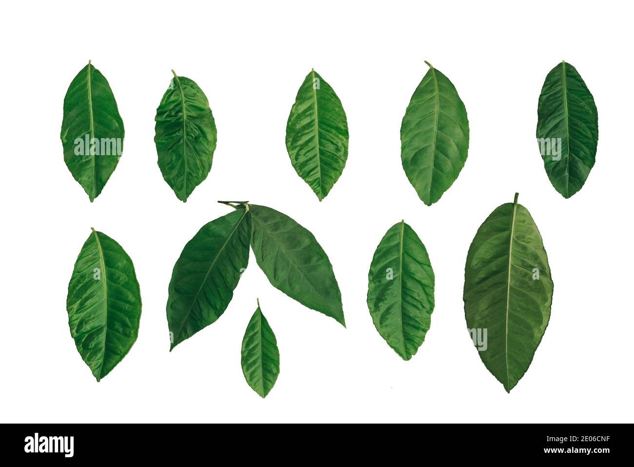 Green tea leaves full Cut Out Stock Images & Pictures - Alamy