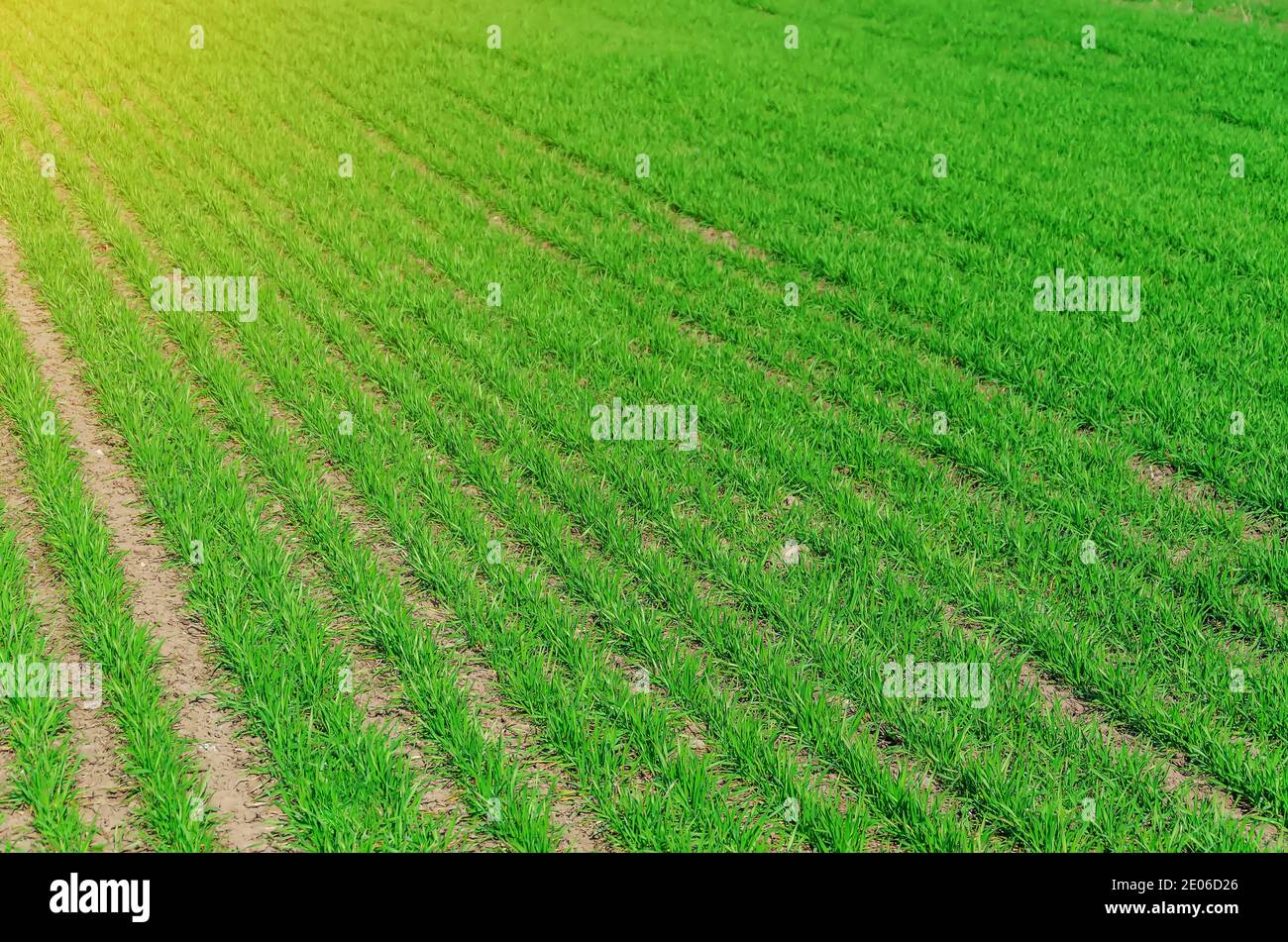 Winter wheat planting hi-res stock photography and images - Alamy Winter wheat planting hi-res stock photography and images - Alamy