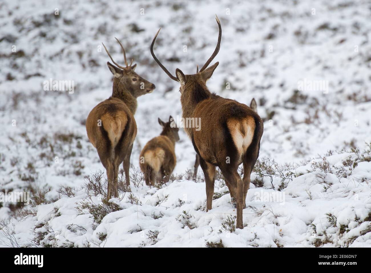 Glencoe, Scotland, UK. 30th Dec, 2020. Pictured: Stag in Glencoe with ...