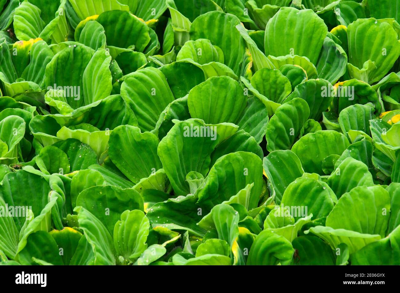 Lettucs hi-res stock photography and images - Alamy