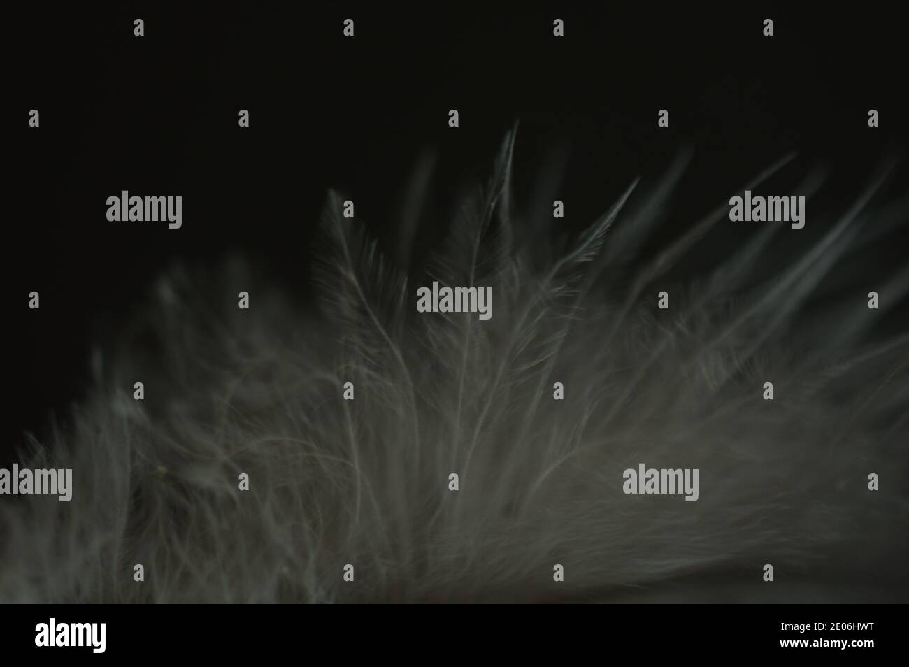 Macro photography of bird feather with natural sunlight colored ...