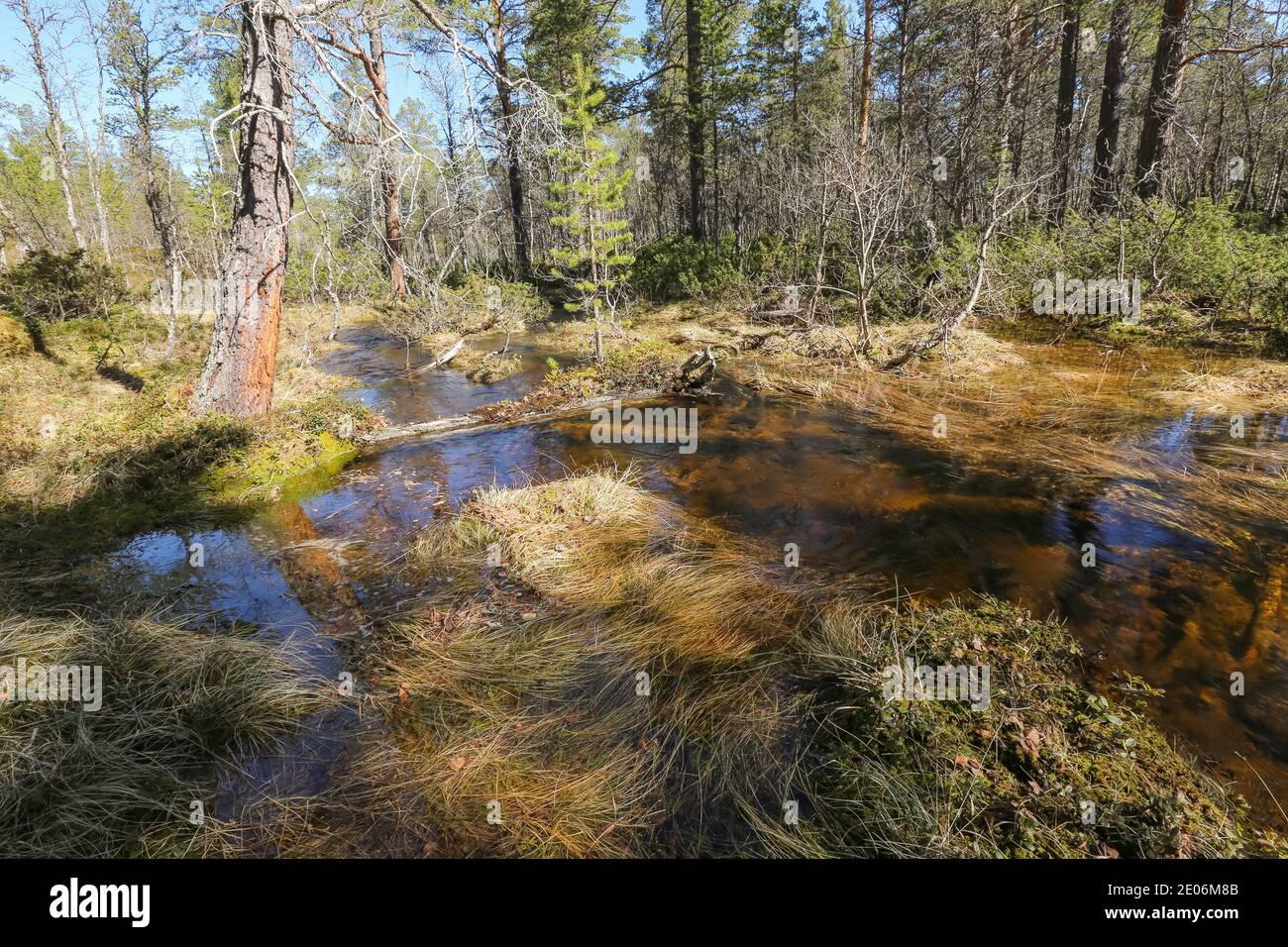 Spring flood on the swamp in the Innerdalen ( Innset), Norway Stock ...