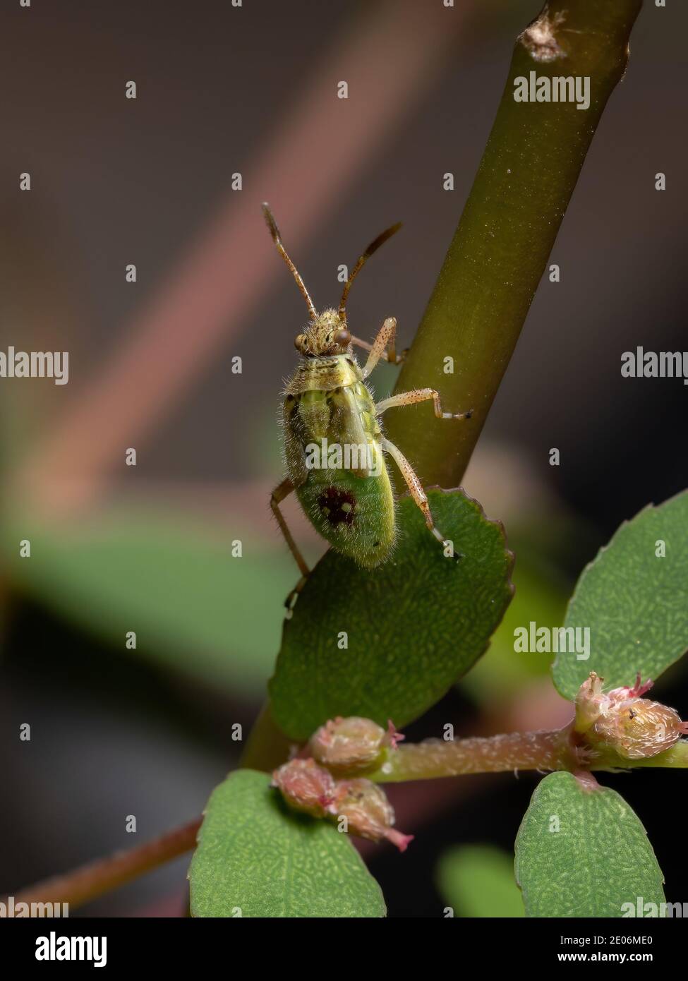 Green True Bugs nymph of the Suborder Heteroptera Stock Photo - Alamy