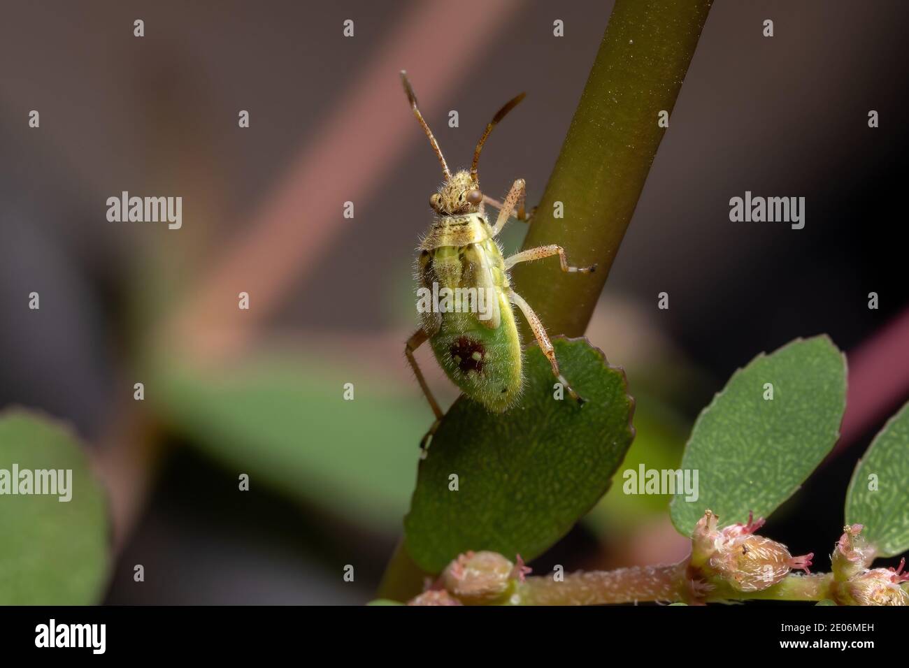 Green True Bugs nymph of the Suborder Heteroptera Stock Photo - Alamy