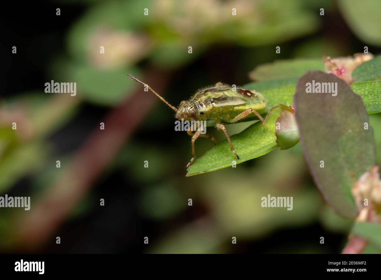 Green True Bugs nymph of the Suborder Heteroptera Stock Photo - Alamy
