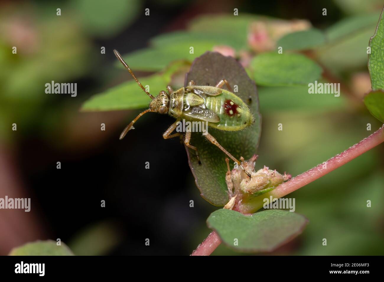 Green True Bugs nymph of the Suborder Heteroptera Stock Photo - Alamy