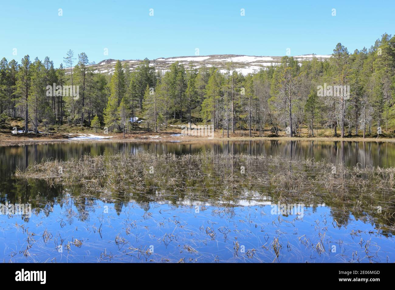 Spring flood on the swamp in Innerdalen ( Innset), Norway Stock Photo ...