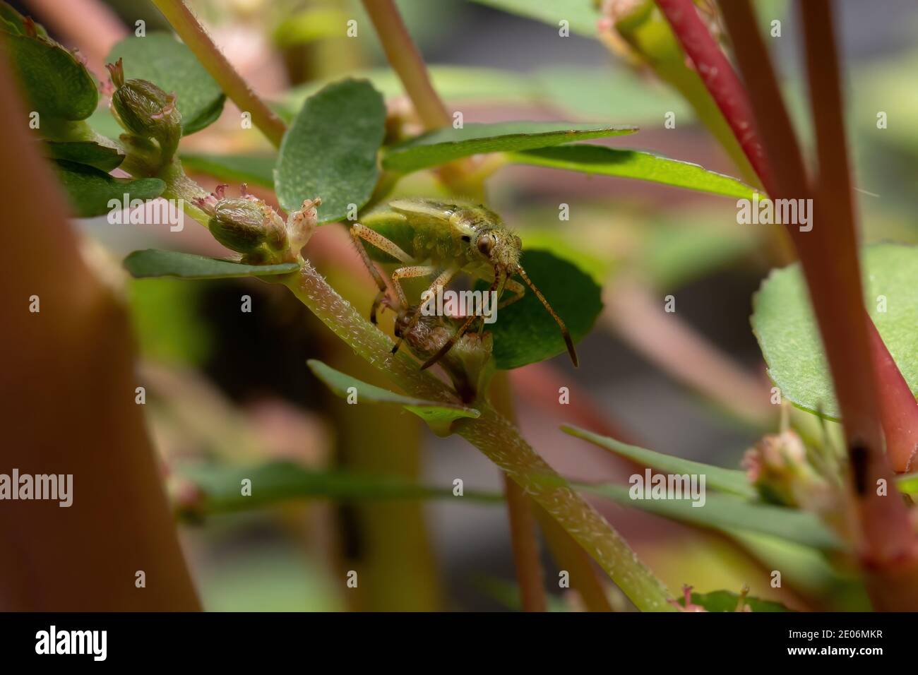 Green True Bugs nymph of the Suborder Heteroptera Stock Photo - Alamy